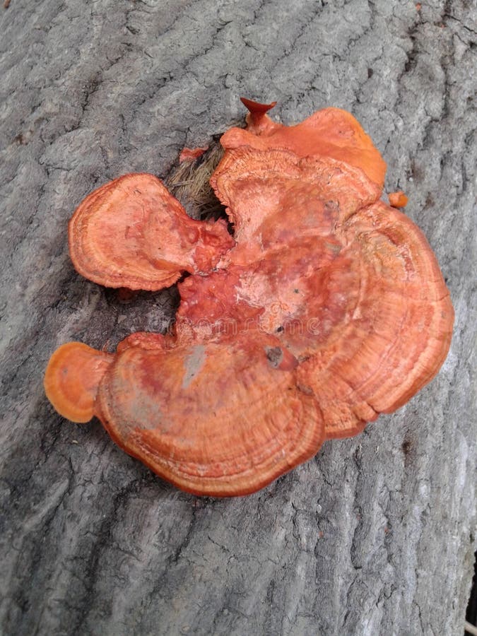 Mush room stock photo. Image of nature, beautiful, room - 44064790