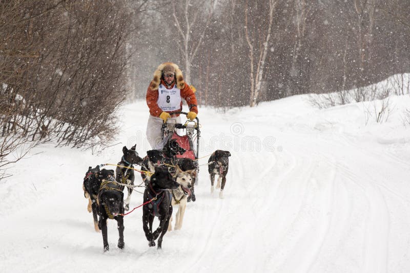 Musher Et Chiens Dans La Course De Chien De Traîneau Image éditorial ...