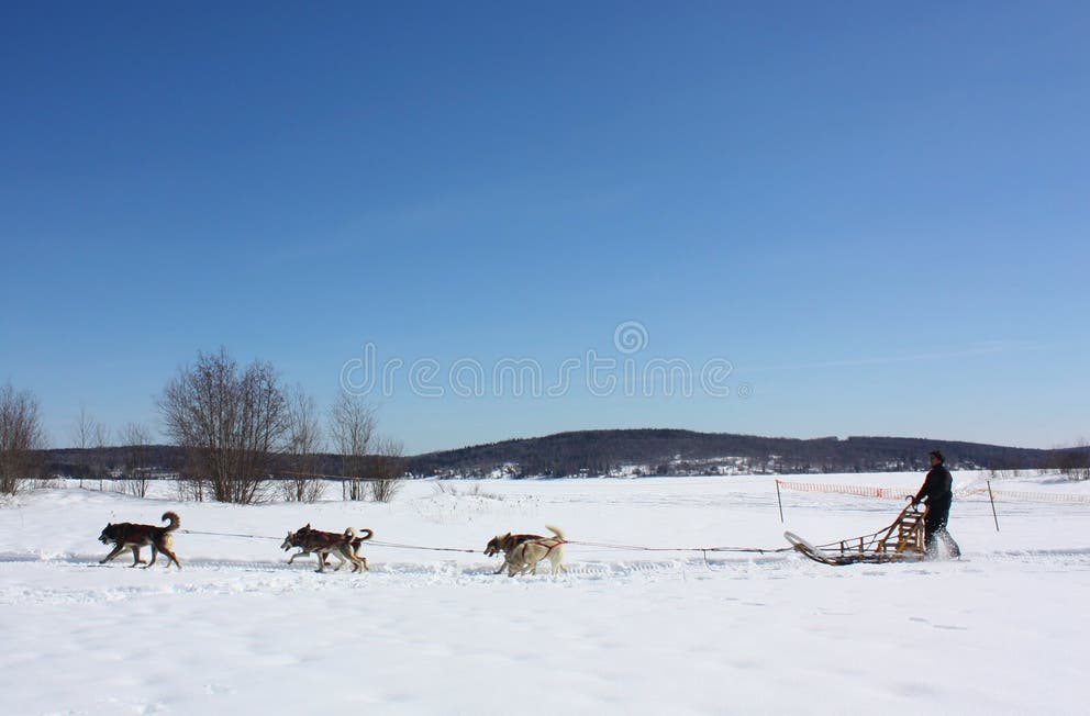 Musher and Its Dogs Team in Canada Editorial Stock Photo - Image of ...