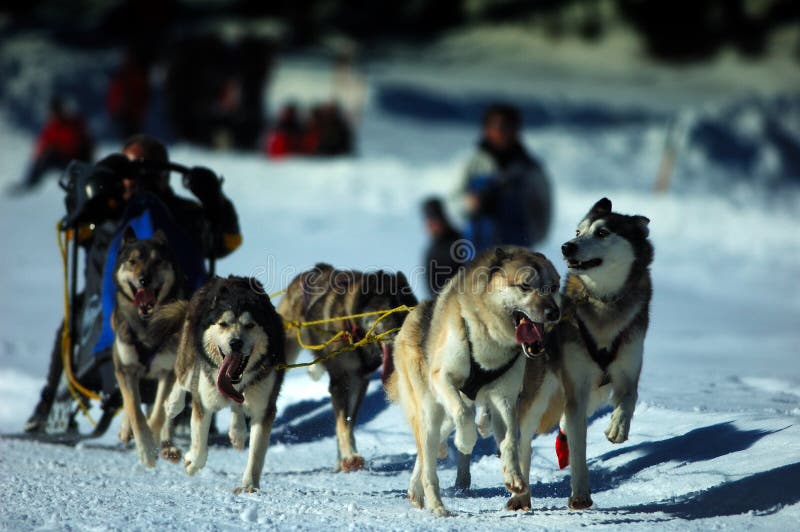 Musher Race stock image. Image of noon, sport, mobile, competition - 551937