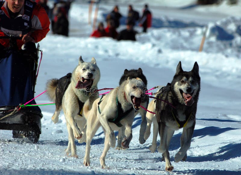 Musher Race stock image. Image of noon, sport, mobile, competition - 551937