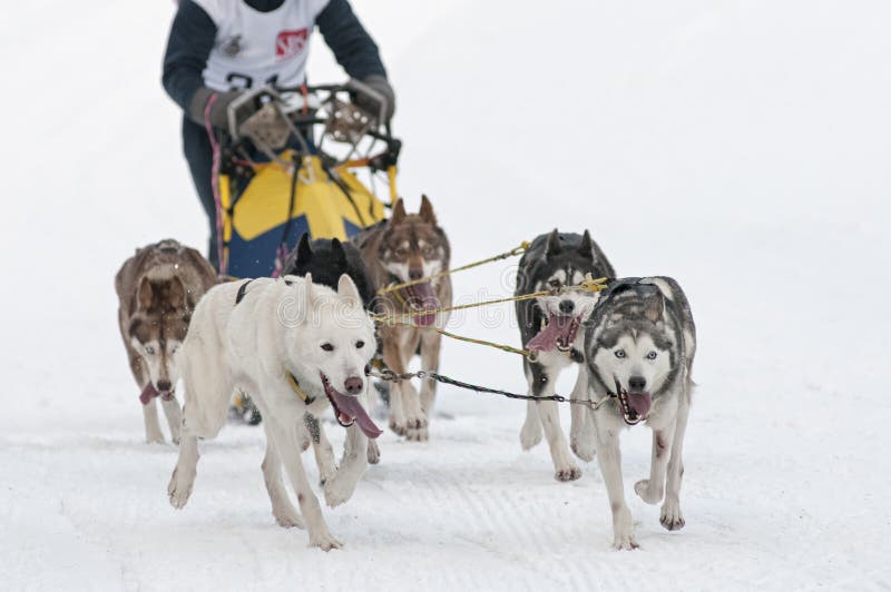 Musher and Team of Sled Dog Editorial Stock Photo - Image of nordic ...