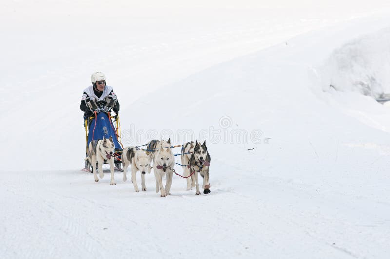Musher and Team of Sled Dog Editorial Photo - Image of europe ...