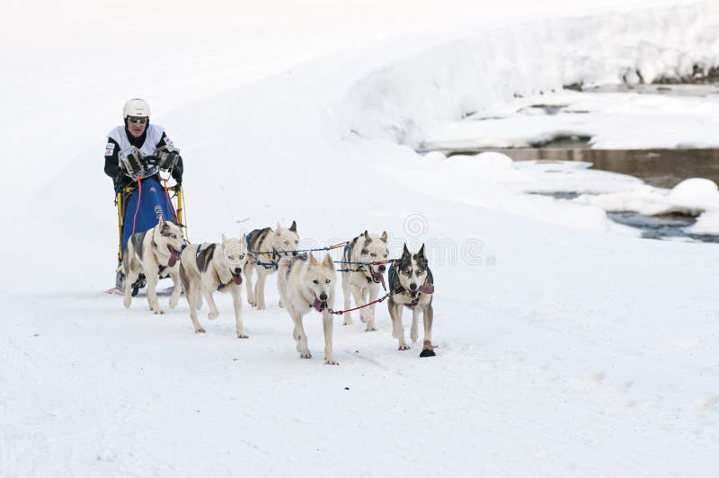 Musher and Team of Sled Dog Editorial Stock Photo - Image of musher ...