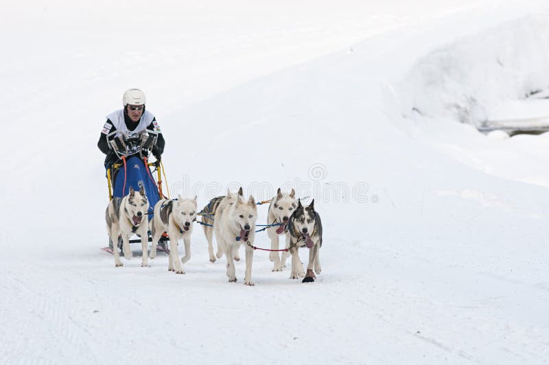 Musher and Team of Sled Dog Editorial Stock Image - Image of canine ...