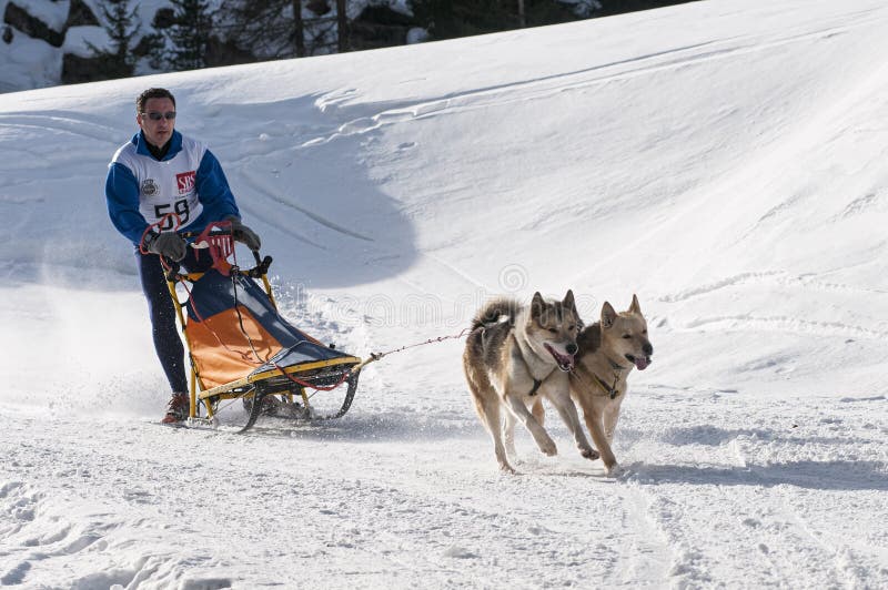 Musher and Team of Sled Dog Editorial Stock Photo - Image of white ...