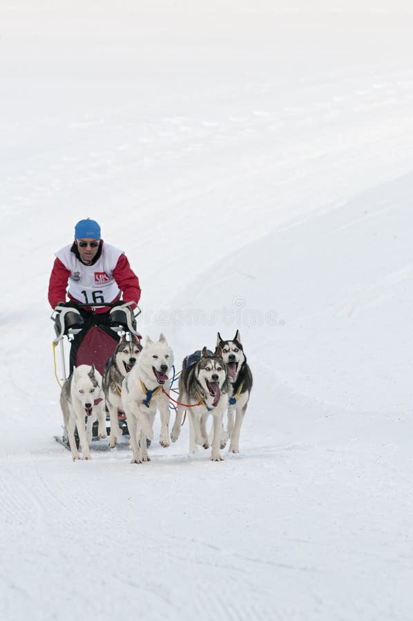 Musher and Team of Sled Dog Editorial Stock Photo - Image of italy ...