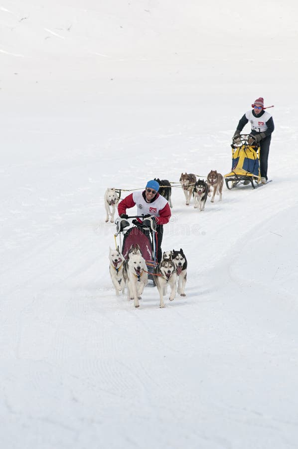 Mushers and Teams of Sled Dog Editorial Photo - Image of team, frozen ...