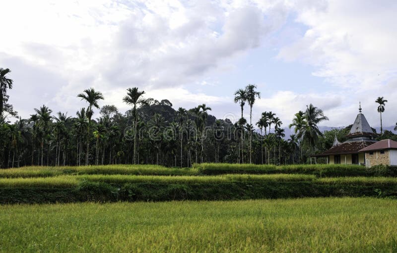 Musholla in the Middle of the Rice Fields Stock Photo - Image of paddy ...