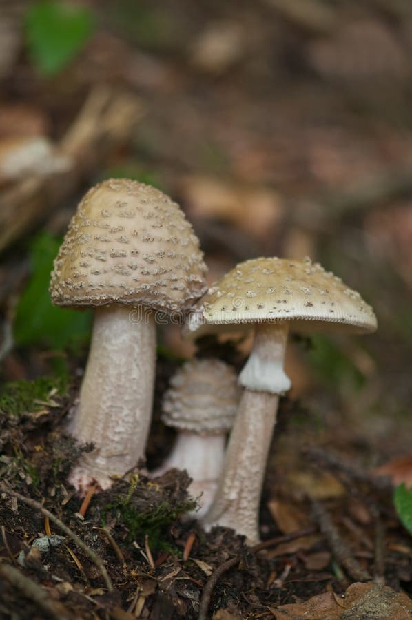 Mushrom stock photo. Image of brown, boletus, stem, root - 15891200