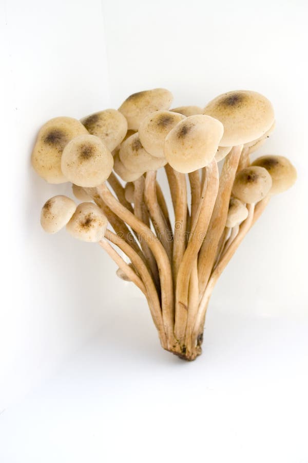 Mushrom tree stock image. Image of mushroom, nature, magic - 1314527