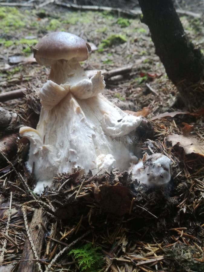 Grybas Stock Photos - Free & Royalty-Free Stock Photos from Dreamstime