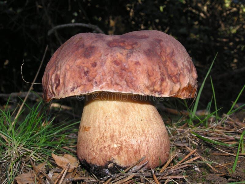Mushroom stock photo. Image of poisonous, plat, mushroom - 12646250