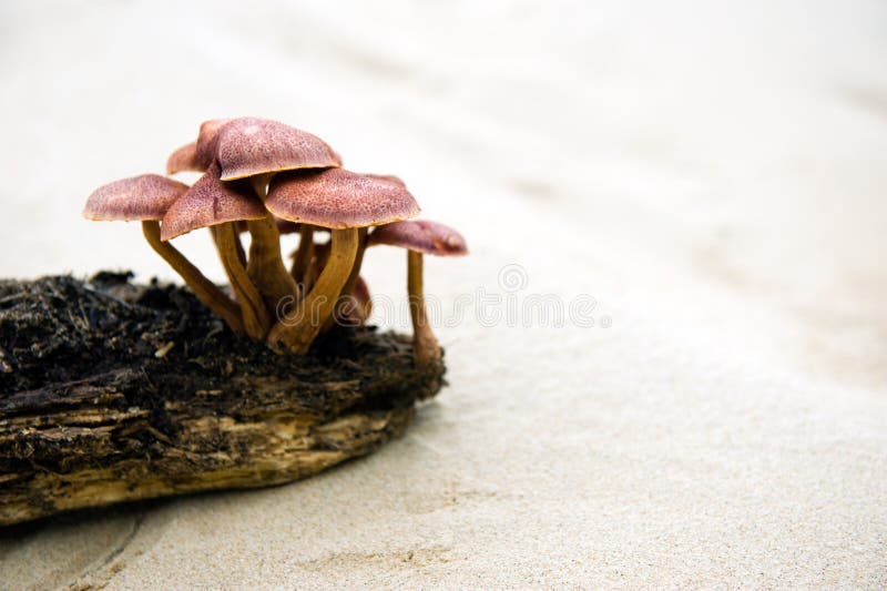 Mushroom stock image. Image of close, fungus, desert - 14376773