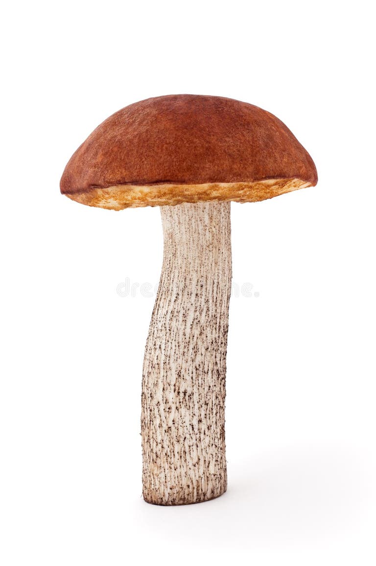 30,257 Mushroom Cap Color Stock Photos - Free & Royalty-Free Stock ...