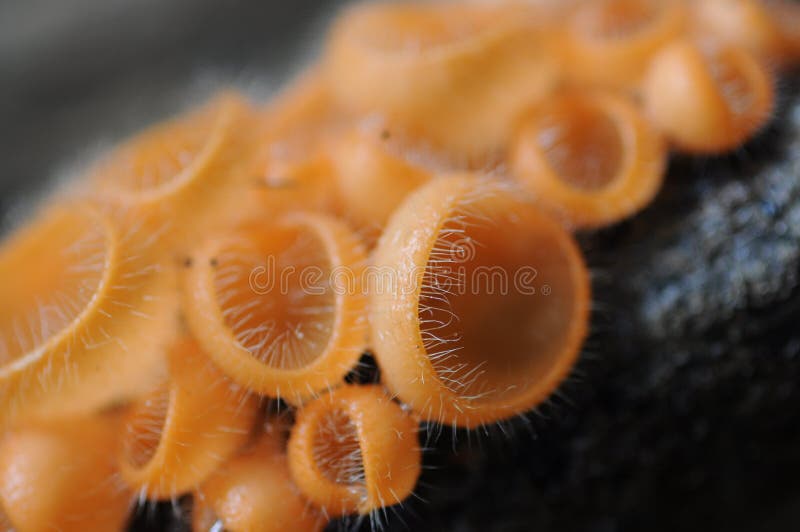 Mushroom stock photo. Image of orange, hair, spore, nature - 16418834
