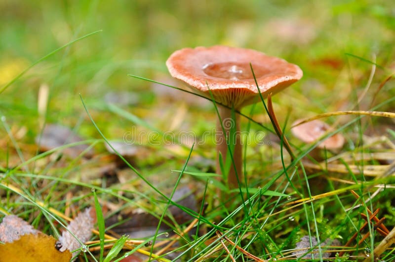 Gypsy Mushrooms stock photo. Image of mushroom, toadstool - 16334890