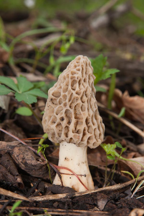Grey Morel Mushrooms stock image. Image of exotic, hunting - 28002107