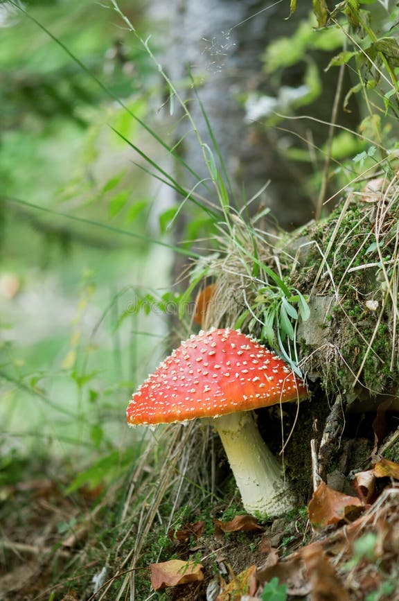 Mushroom stock photo. Image of root, stem, toxic, mushroom - 22212950