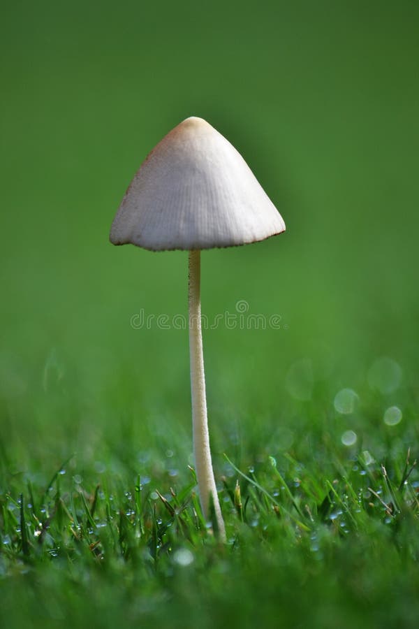 Young toadstool stock photo. Image of sprouting, mushroom - 1263984
