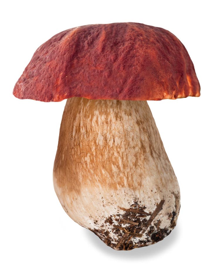 Mushroom stock photo. Image of cepe, mushrooms, boletus - 26538892