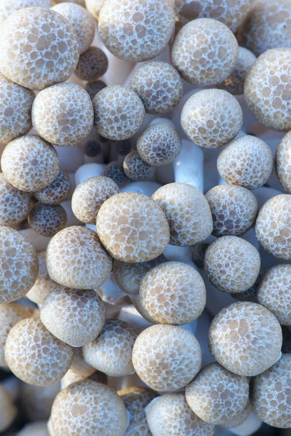 Fungoid stock photo. Image of bole, epiphyte, closeup - 122697594