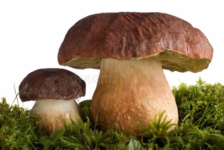 122,020 Mushroom Cap Images Stock Photos - Free & Royalty-Free Stock ...