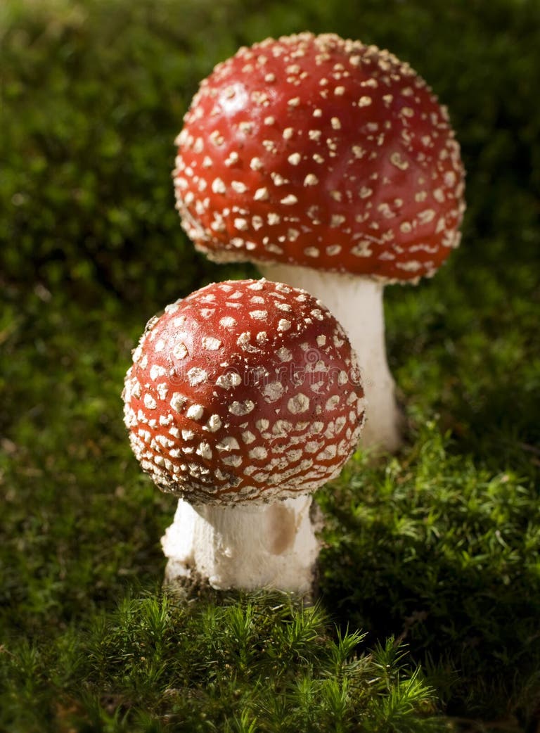 122,020 Mushroom Cap Images Stock Photos - Free & Royalty-Free Stock ...