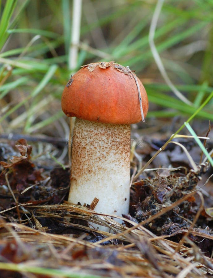 Mushroom stock image. Image of closeup, macro, leaf, yellow - 5610487