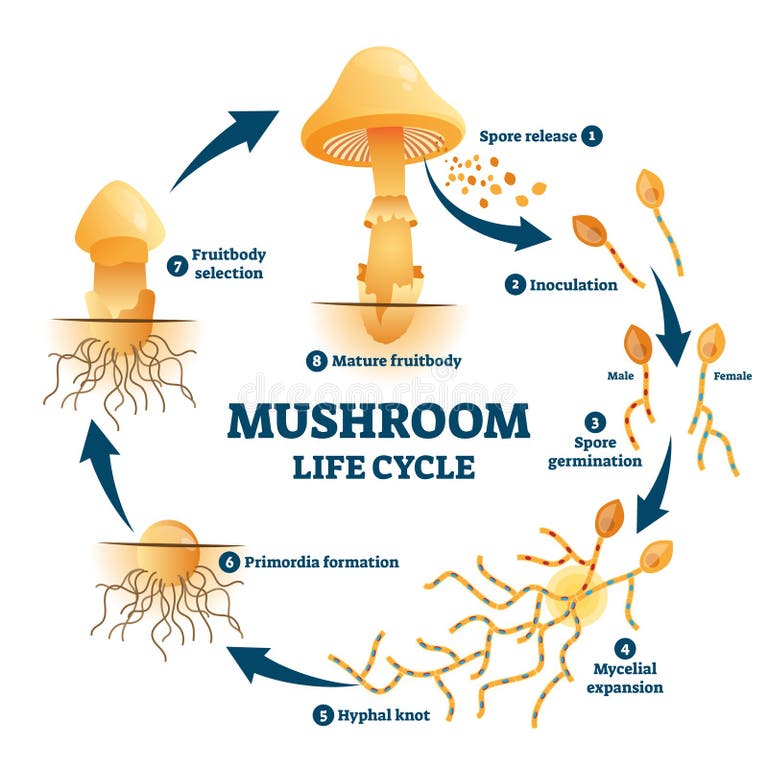 Fungus Life Cycle Stock Illustrations 161 Fungus Life Cycle Stock Illustrations Vectors