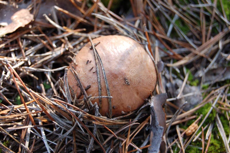 Mushroom stock image. Image of forest, hiding, pine, woods - 48396351