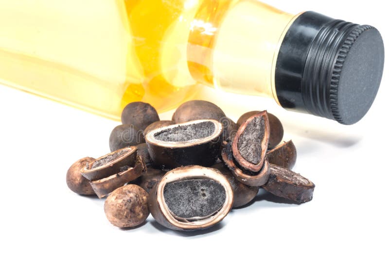 Astraeus hygrometricus stock image. Image of earthstar - 61809571