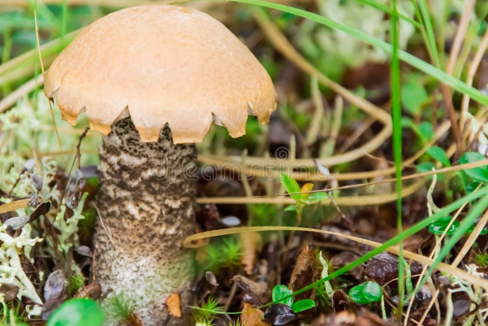 Mushroom stock photo. Image of fall, aspen, scaber, closeup - 84417436