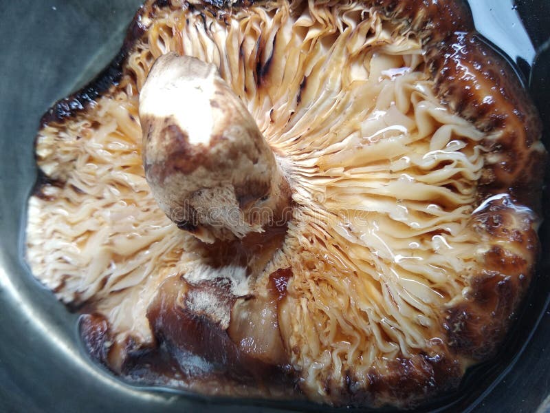 A mushroom being soaked stock image. Image of soaked - 244535443