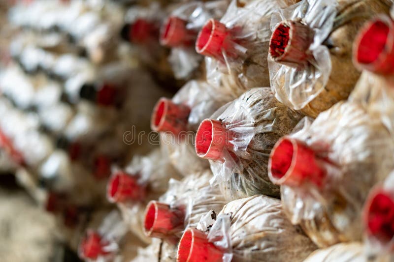 Mushroom Blocks Stacked in a Mushroom Factory Stock Photo - Image of ...