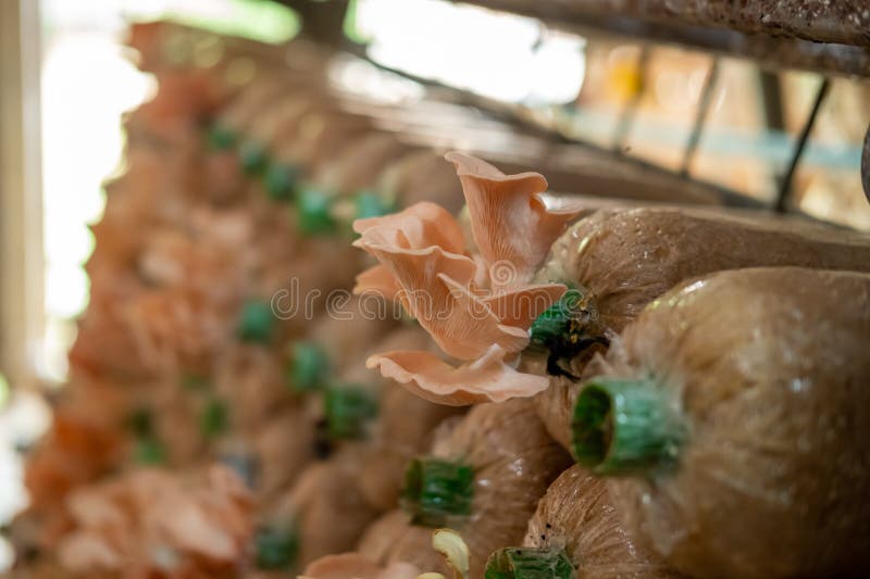 Mushroom Blocks Stacked in a Mushroom Factory Stock Photo - Image of ...