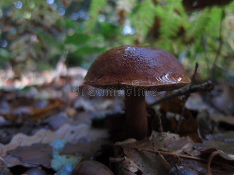 Mushroom bolet in a forest stock image. Image of mushroom - 173607713