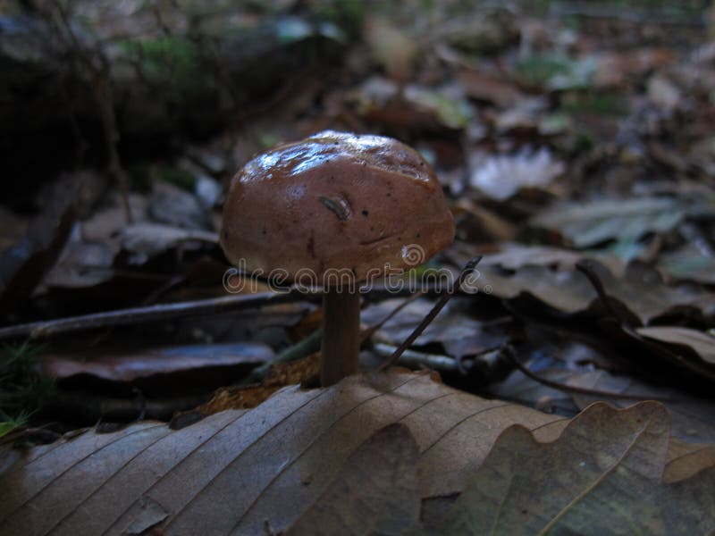 Mushroom bolet in a forest stock image. Image of brown - 194392201
