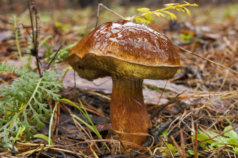 Mushroom. Boletus badius. stock image. Image of growing - 28509939
