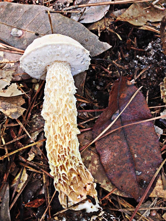 Yellow and White Boletus Mushroom with Reticulated Stalk Stock Photo ...