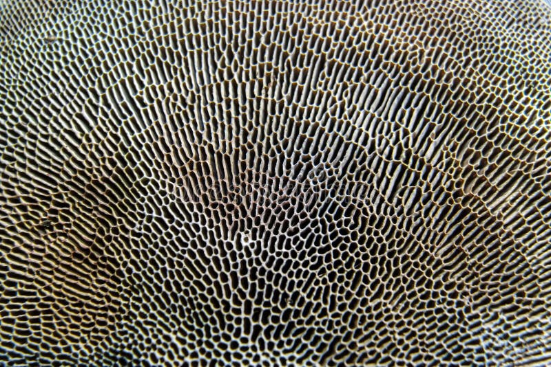 Mushroom bottom texture stock photo. Image of cell, background - 287046470
