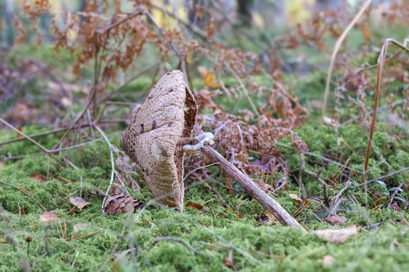 .a Mushroom with a Broken Mushroom Head among the Moss Stock Image ...
