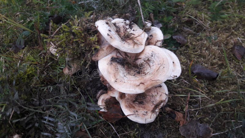 Mushroom stock photo. Image of forest, bundle, mushroom - 107036940