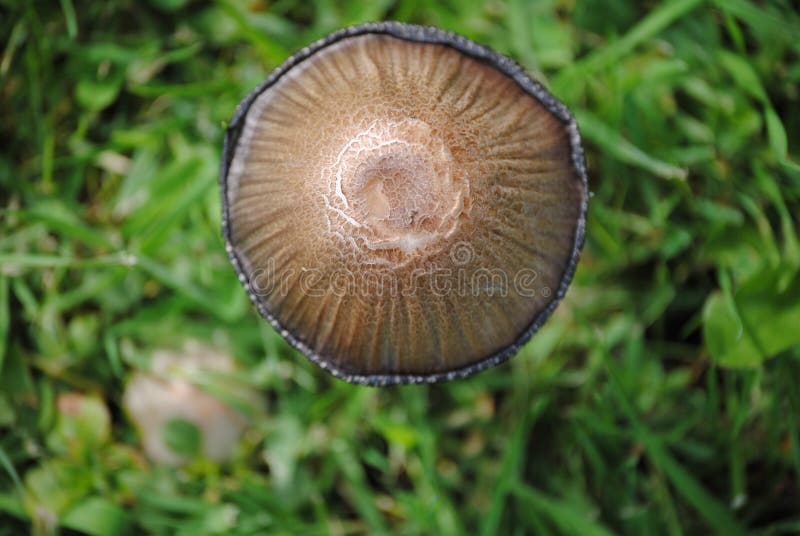 Mushroom Cap stock photo. Image of autumn, fungi, meadow - 29231804