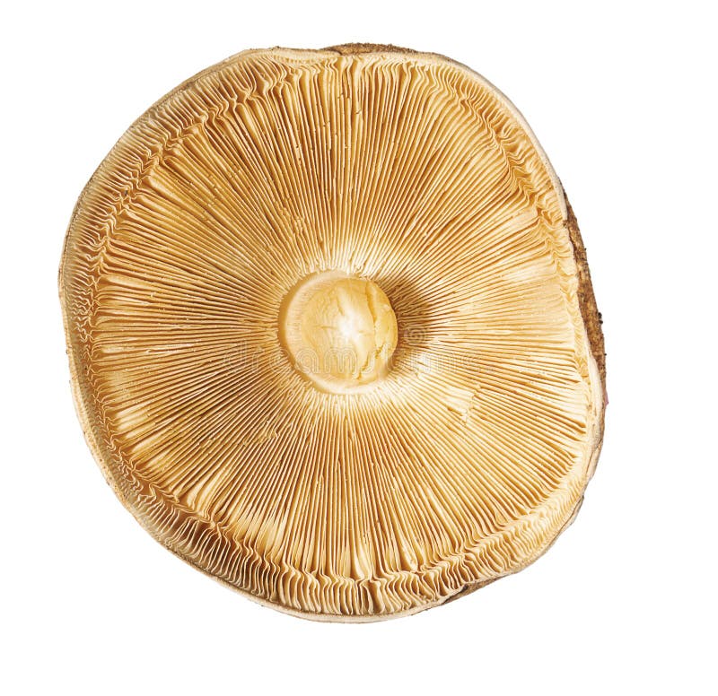 Mushroom Cap Autumn Champignon Bottom View Isolate on White Background ...