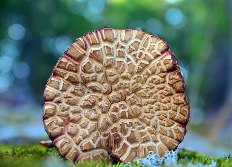 Mushroom cap stock photo. Image of fungus, boletus, fungi - 105506986