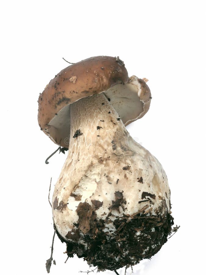 Mushroom. Cep. stock image. Image of close, freshness - 13116127