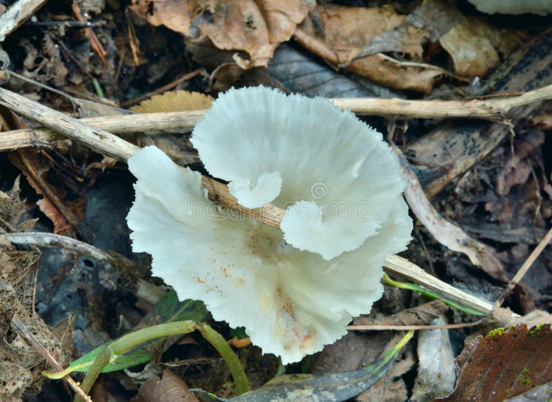 Mushroom Clitocybe Hydrogramma Stock Image - Image of agaricaceous ...