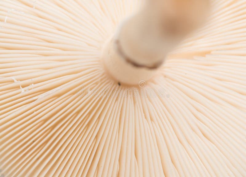 Mushroom close up stock image. Image of mushroom, close - 33913167