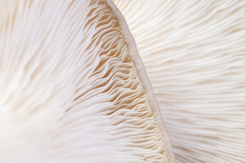 Mushroom Close Up Micro Texture Background Stock Image - Image of ...